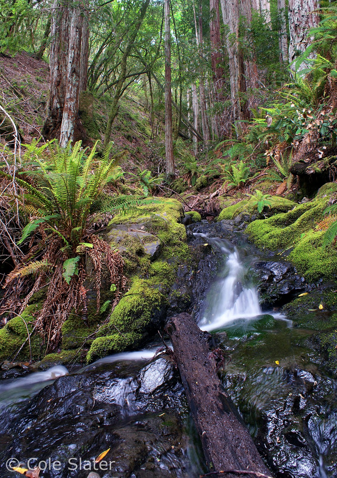 Cole's Trail Tales: Marin Waterfall Hike - Tucker Falls - 4-22-11