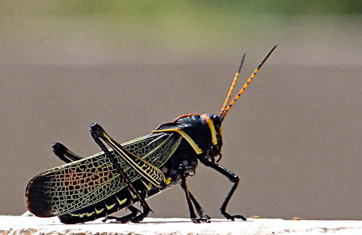 Grasshopper | Animal Wildlife