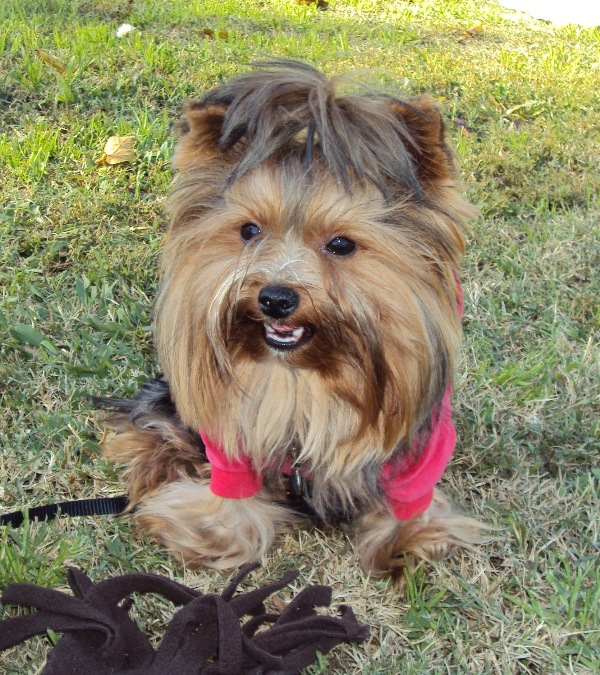 The Heavenly Yorkies: One of Our Adult Yorkies is looking for a Home!