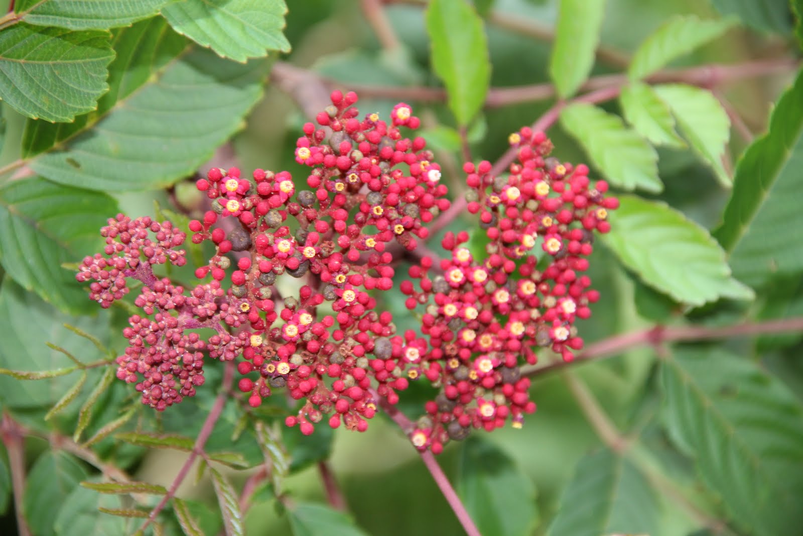 Singapore Plants Lover: Leea Rubra