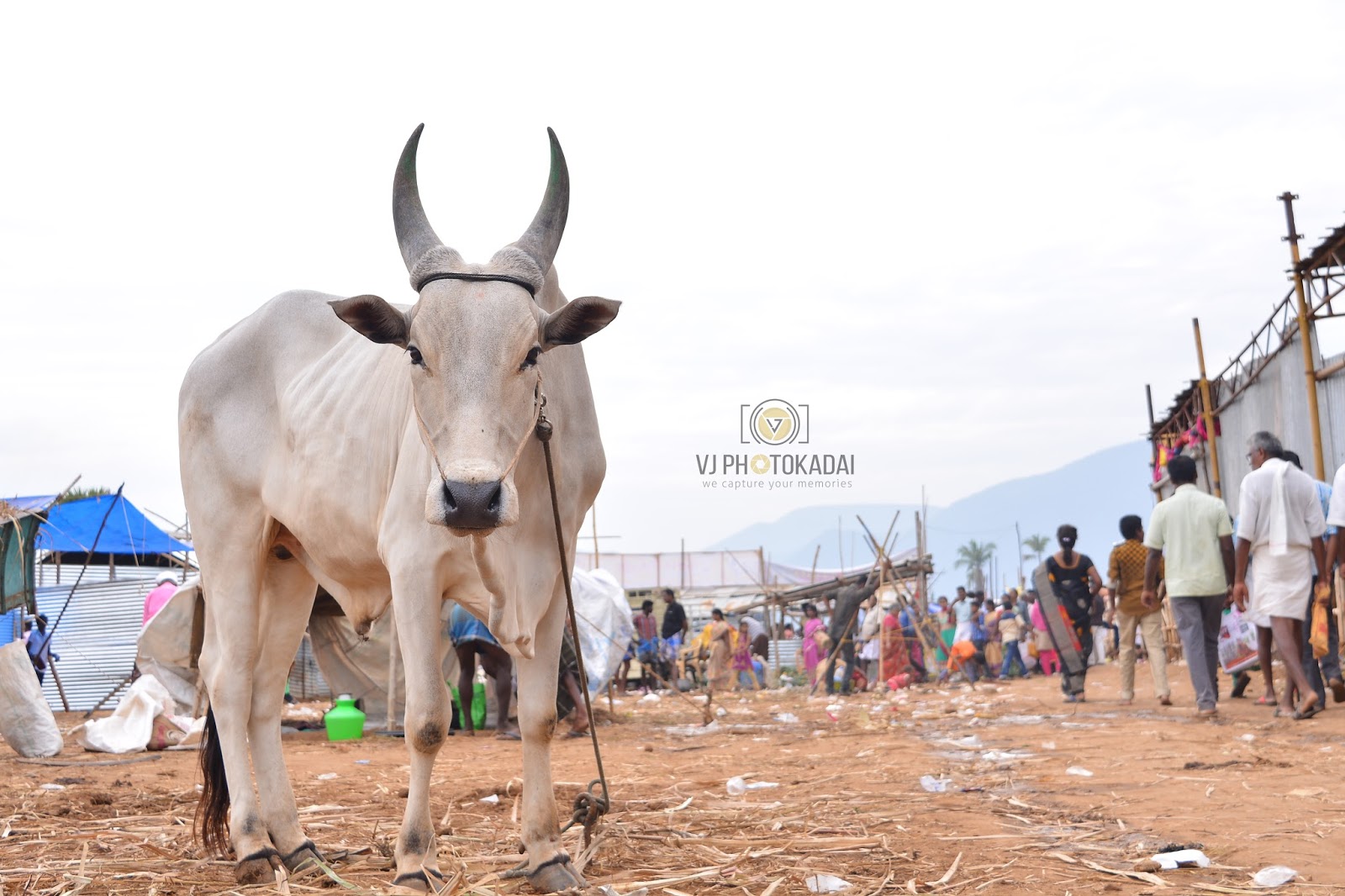 Vj Photo kadai: Tamil Nadu Cattle breeds (Naatu Maadu) an quick review.