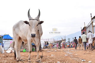 Vj Photo kadai: Tamil Nadu Cattle breeds (Naatu Maadu) an quick review.