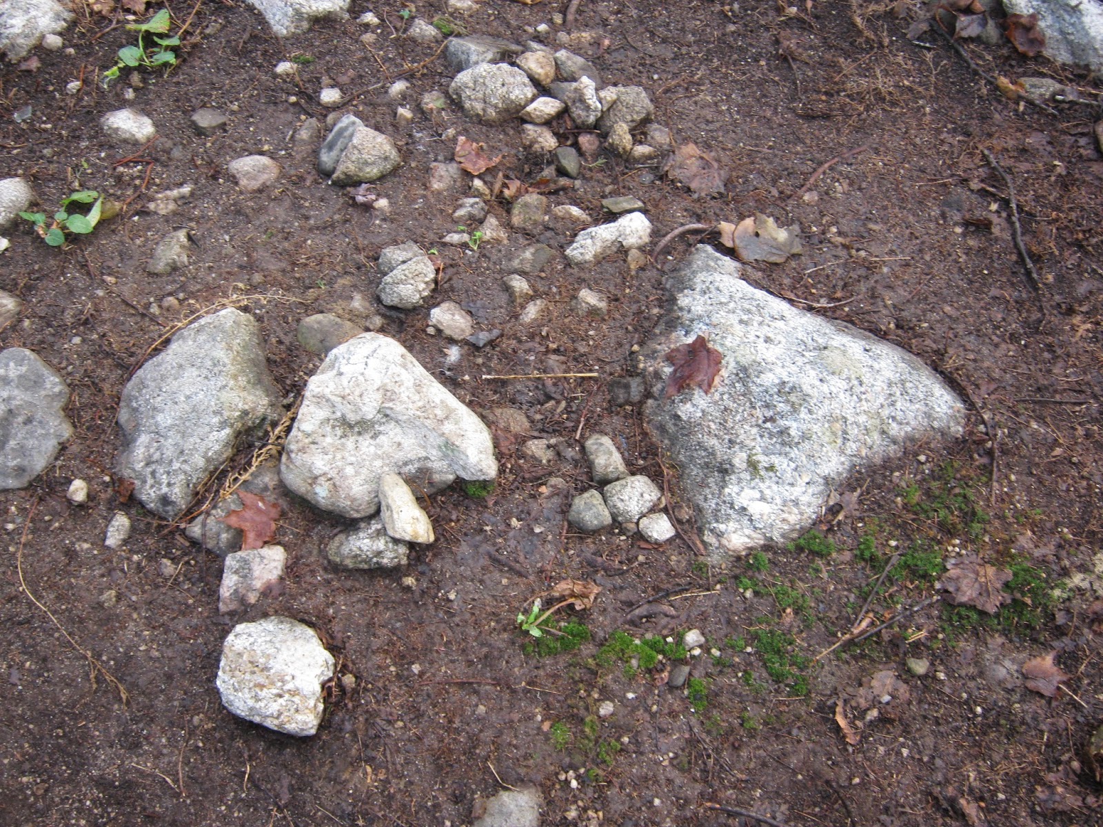 Waking Up on Turtle Island: Recognizing Possible Testudinate Indigenous ...