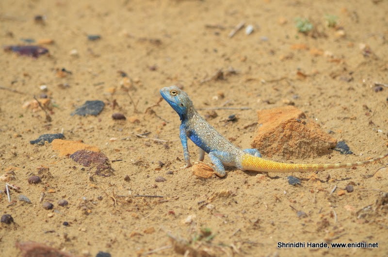 Blue Yellow common collared lizard - eNidhi India Travel Blog