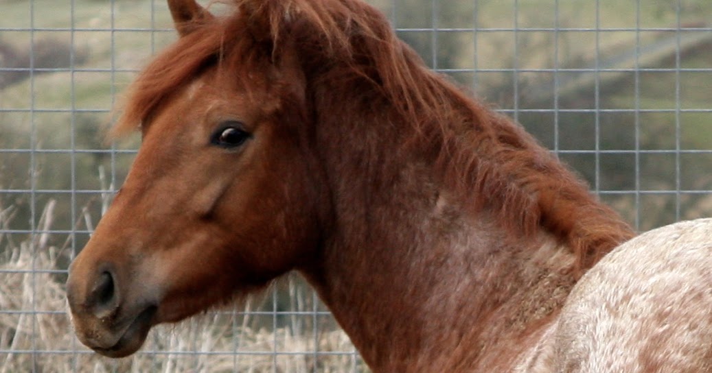 Chamfron Stud : Chamfron Oro Rosa Away