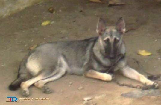 Pakistani Shepherd Dog (Bhagyari Kutta ) | Tomy Dogs