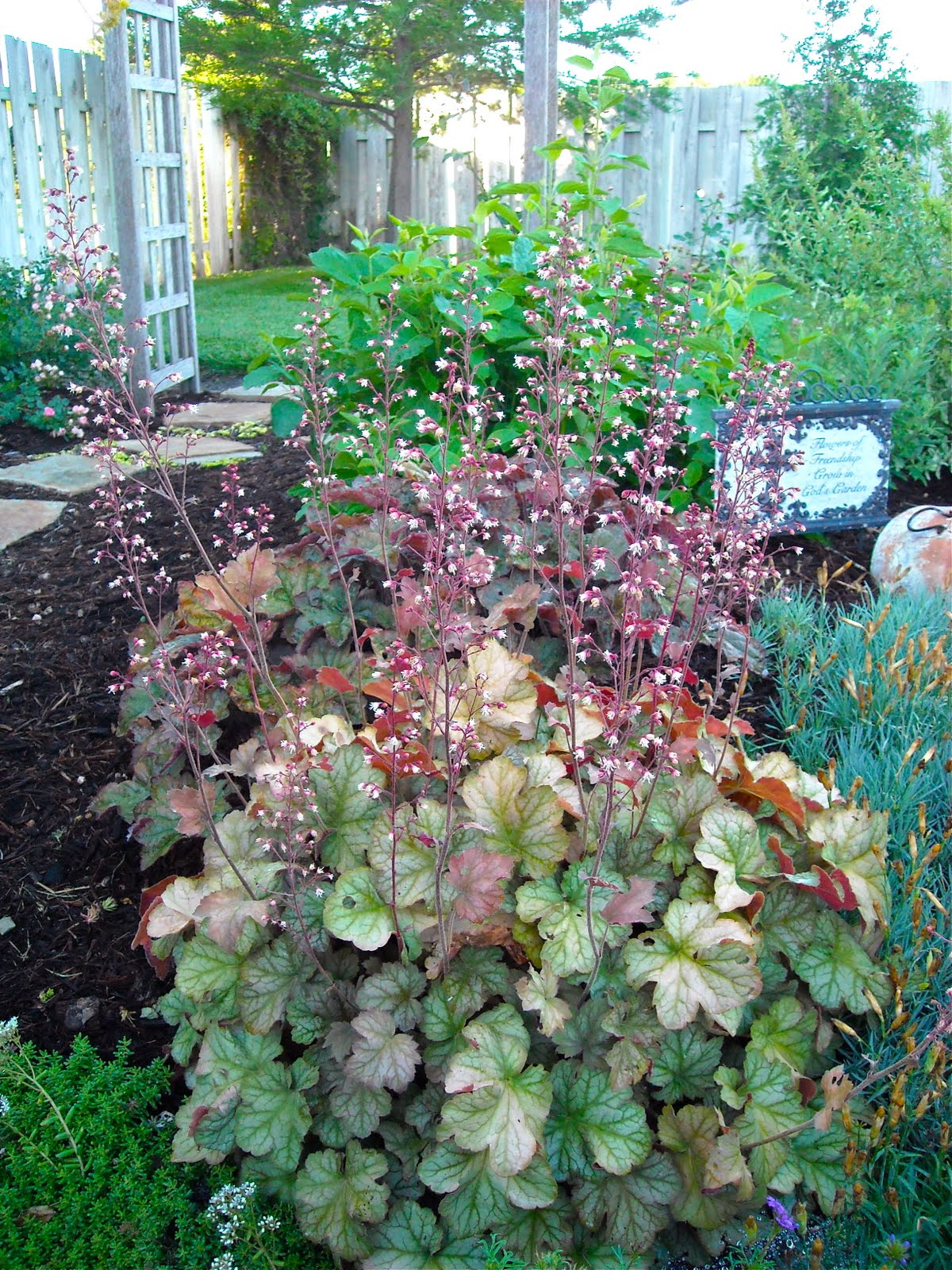 A Kansas Prairie Garden: Coral Bells (Heuchera)