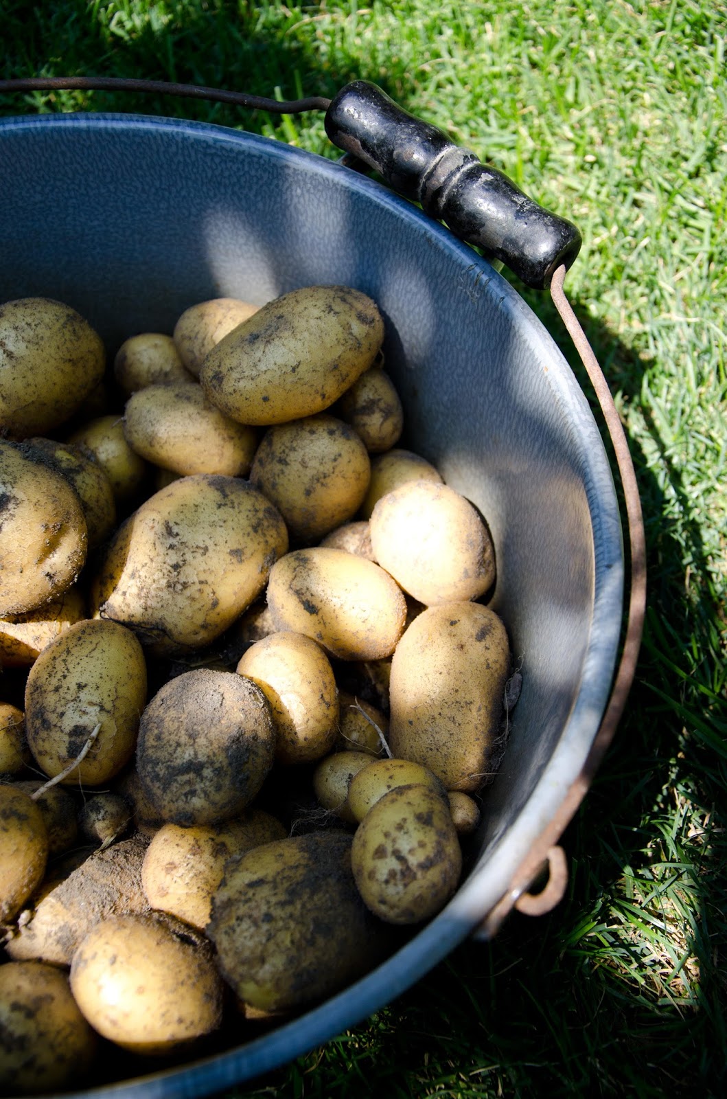 4 Favorite Garden Seed Sources | The Devine Life