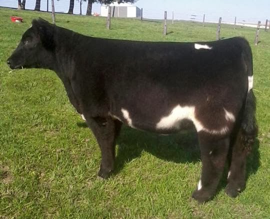 MITTAG Blog: I-80 Calf