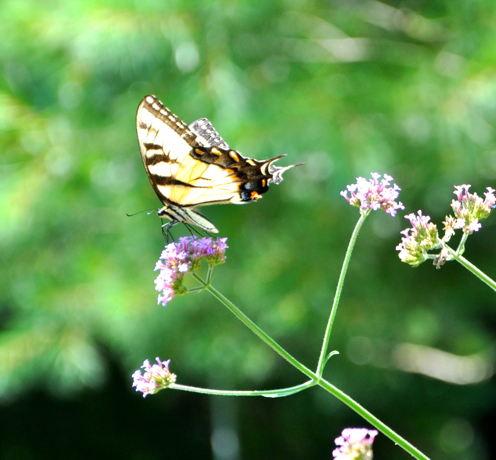 From the Strawberry Patch...: Flitting