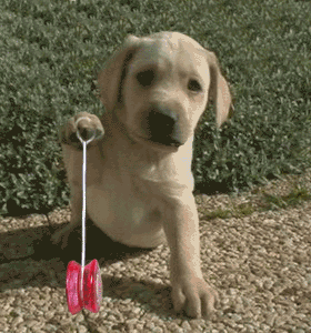 Imagenes Lindas Para Compartir Fb: Gifs De Perros Animados Muy ...