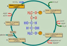 biologia: ciclo de calvin