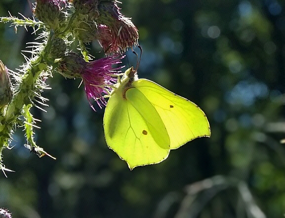Butterfly Information-Facts and New Photos | The Wildlife