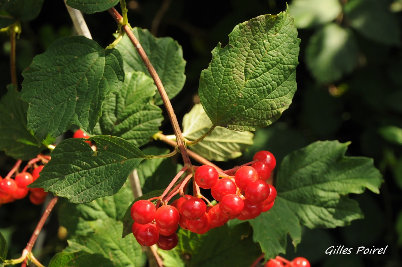 JURA, UNE TERRE, DES HOMMES: La Viorne obier. Viburnum opulus.