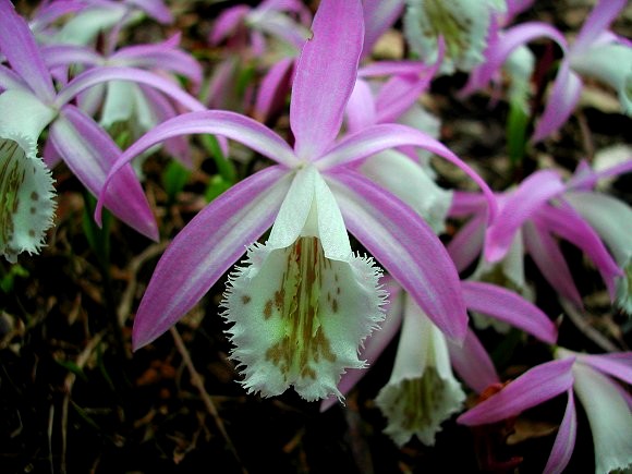 Anisti Ibuno Flowers : Peacock Orchid