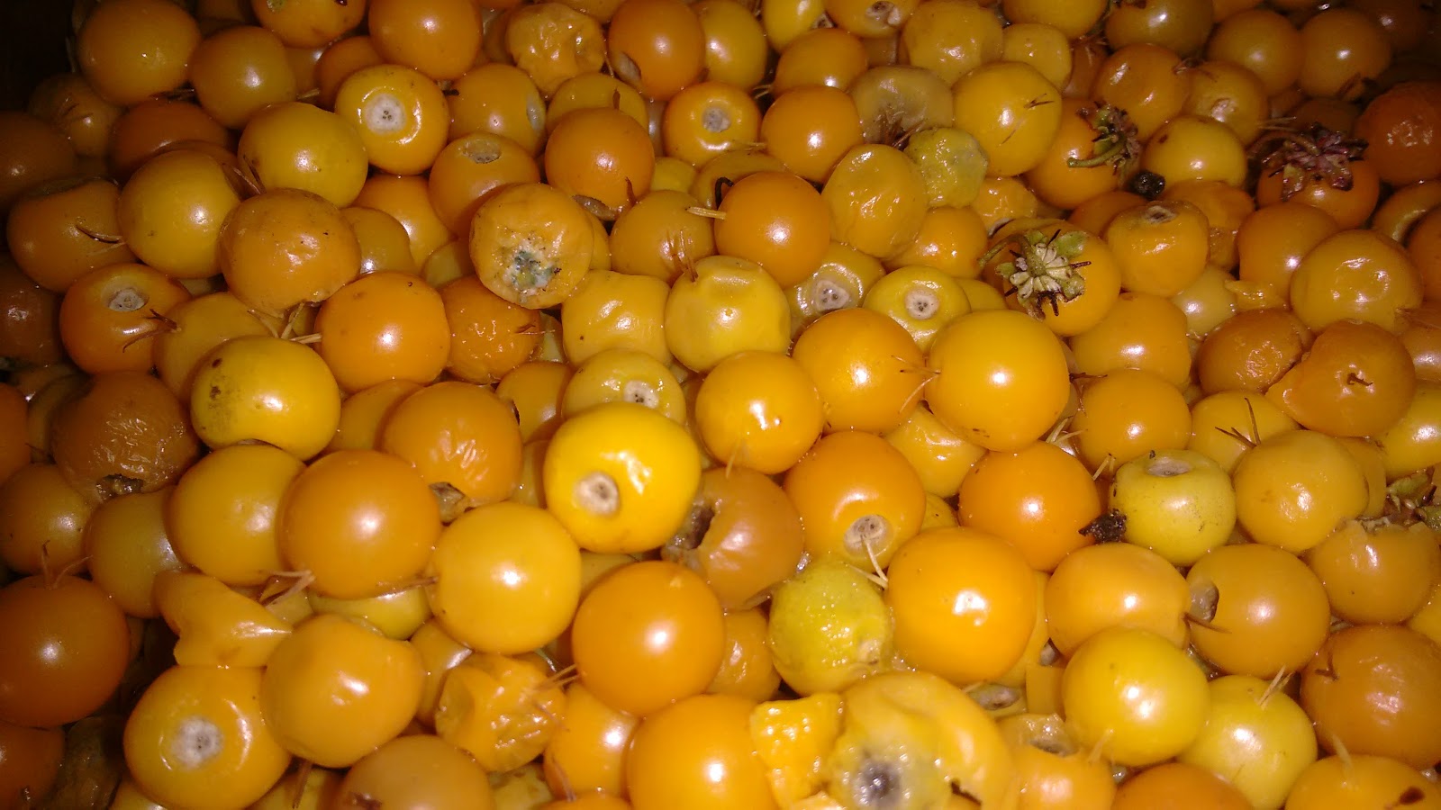 Petrolândia em Foco: O Murici: fruto saboroso e bastante conhecido na ...