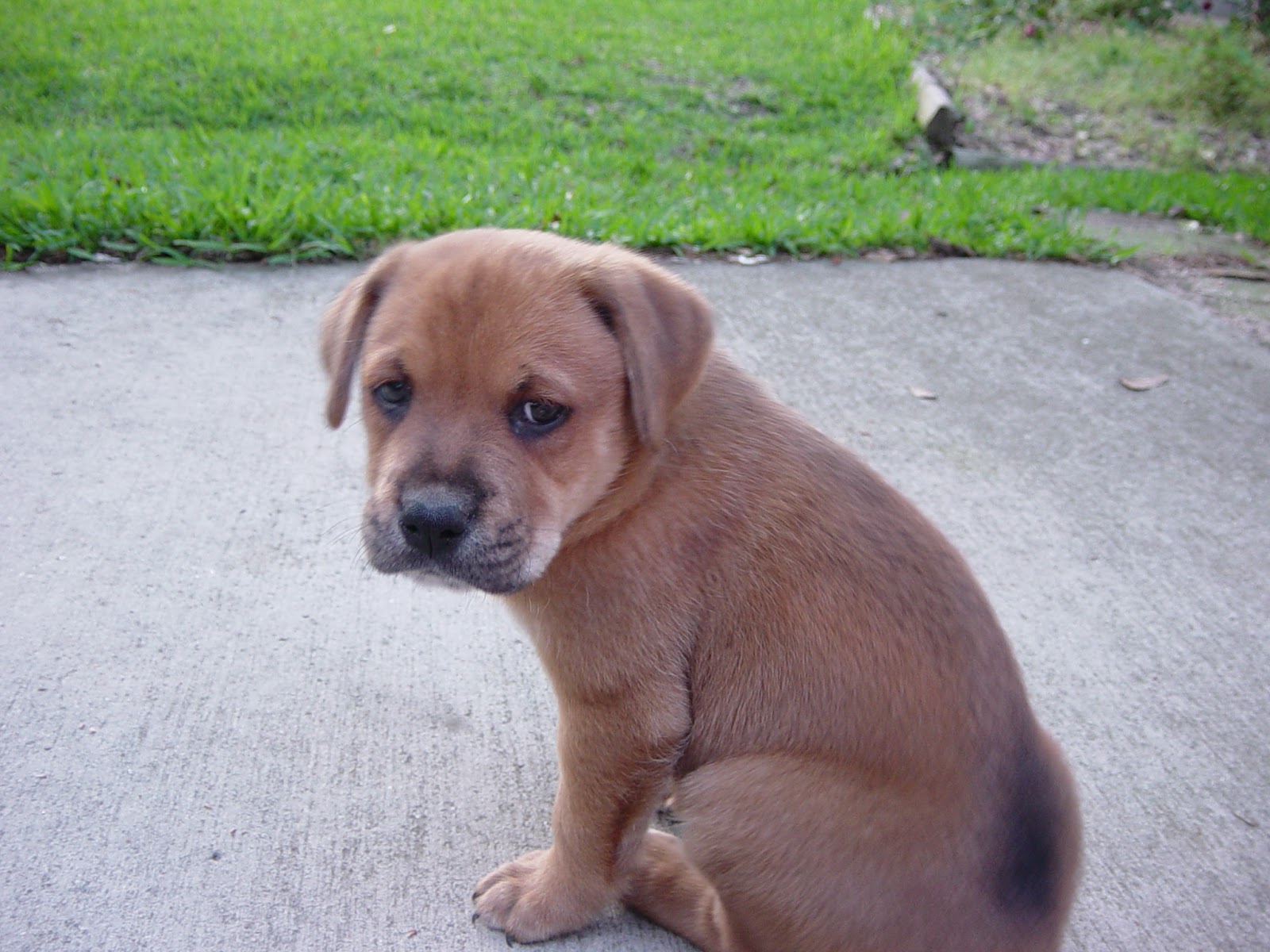 Tom's Thoughts: Good Dog, Levi. Good Dog