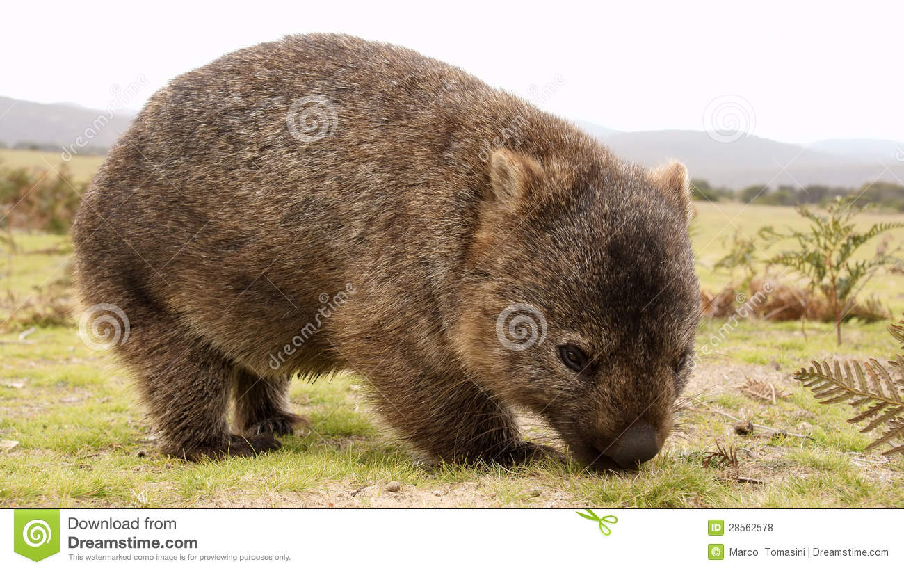 Imagehub: Wombat HD images free download