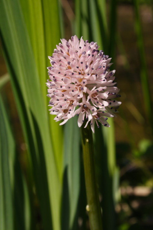 My Virtual Maryland Garden: Helonias bullata