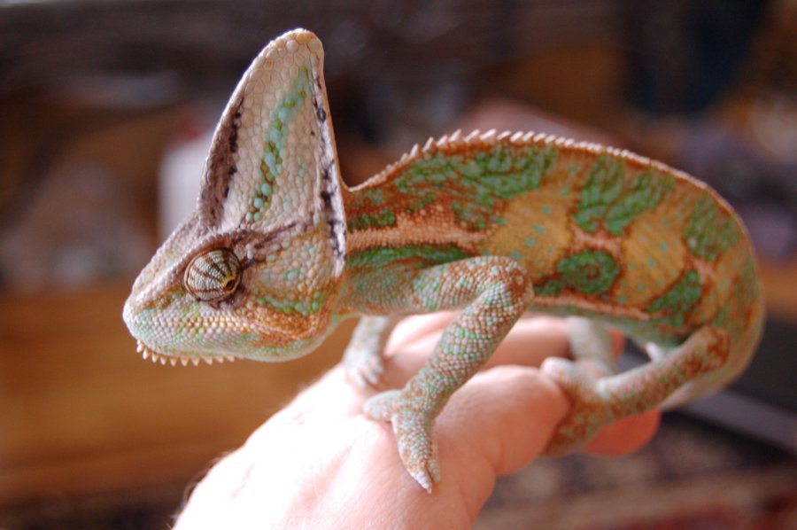 PETS PARADISO: Why Exotic Pets Are Worth Owning