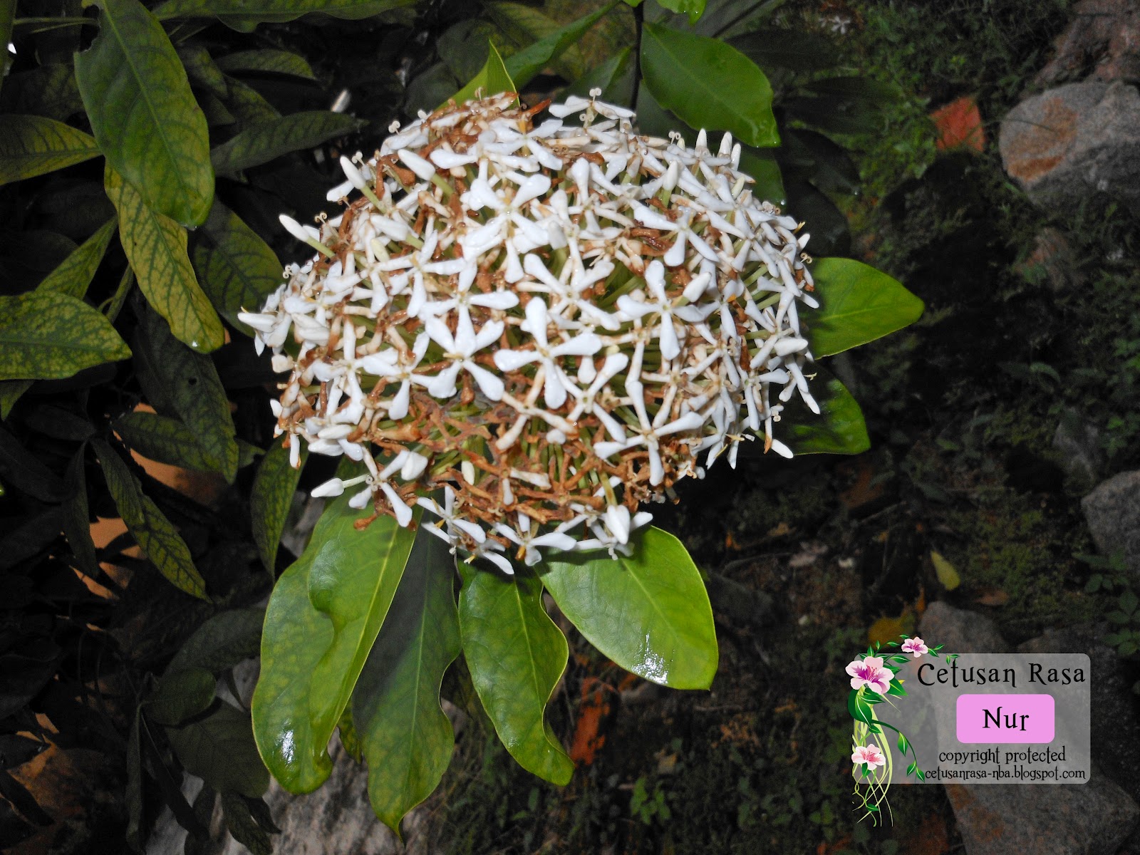 Cetusan Rasa: Bunga Siantan Putih