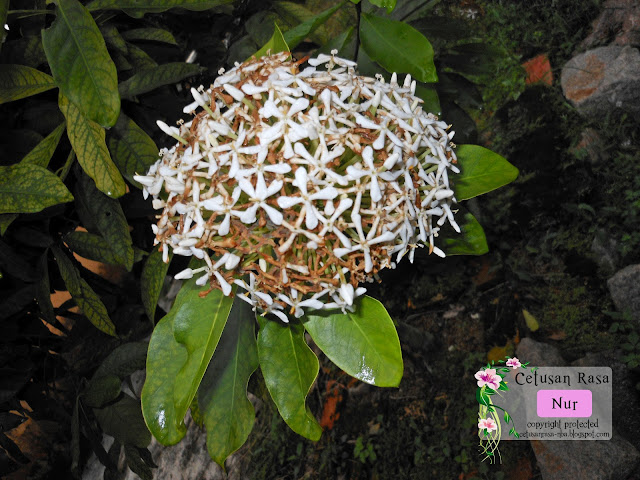 Cetusan Rasa: Bunga Siantan Putih