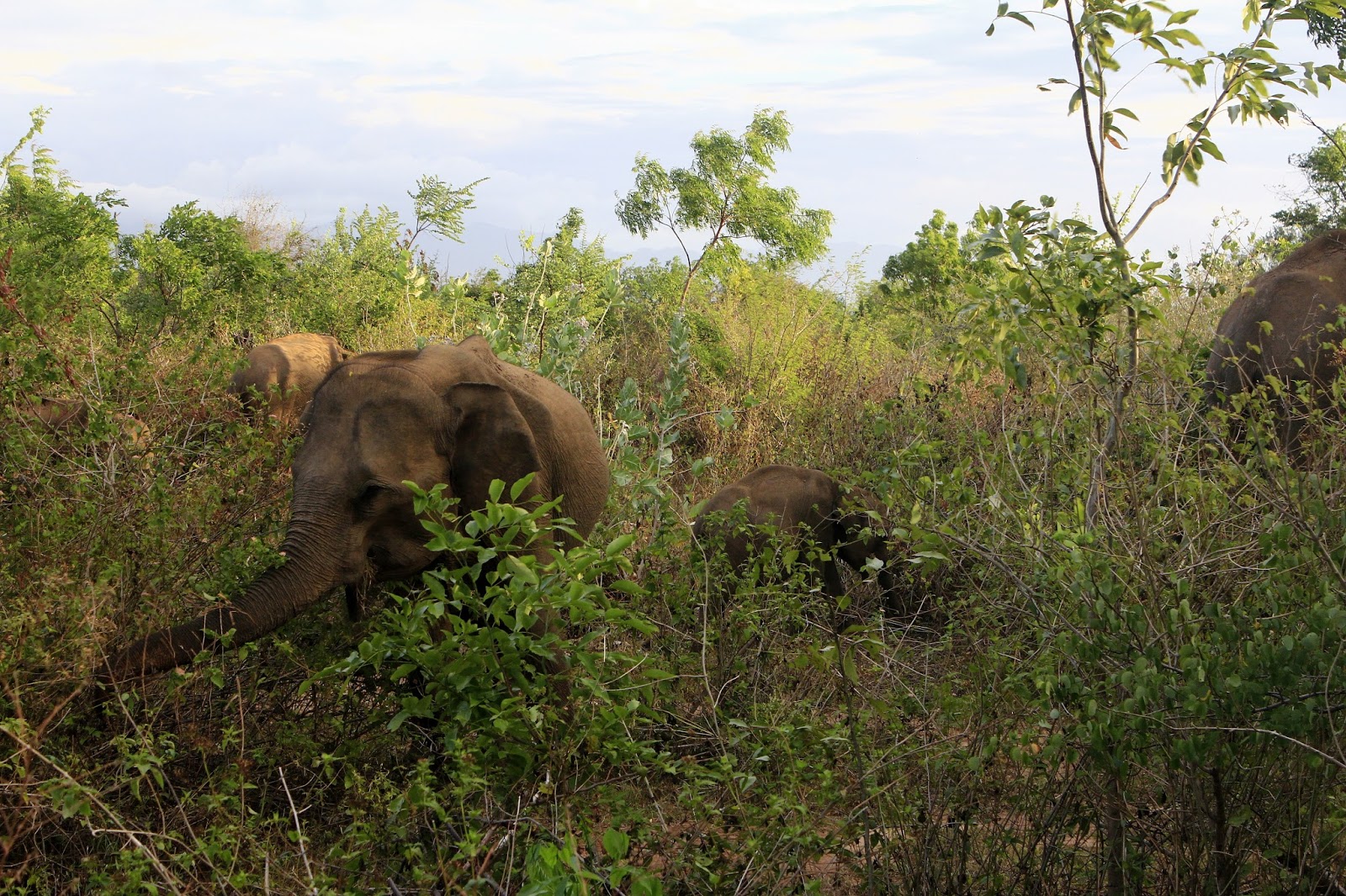 Partir, c'est mourir un peu : Uduwalawa, Sri Lanka