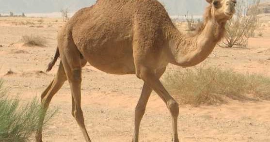 Kisah Nabi Salleh A.S dan Unta Dari Batu Karang