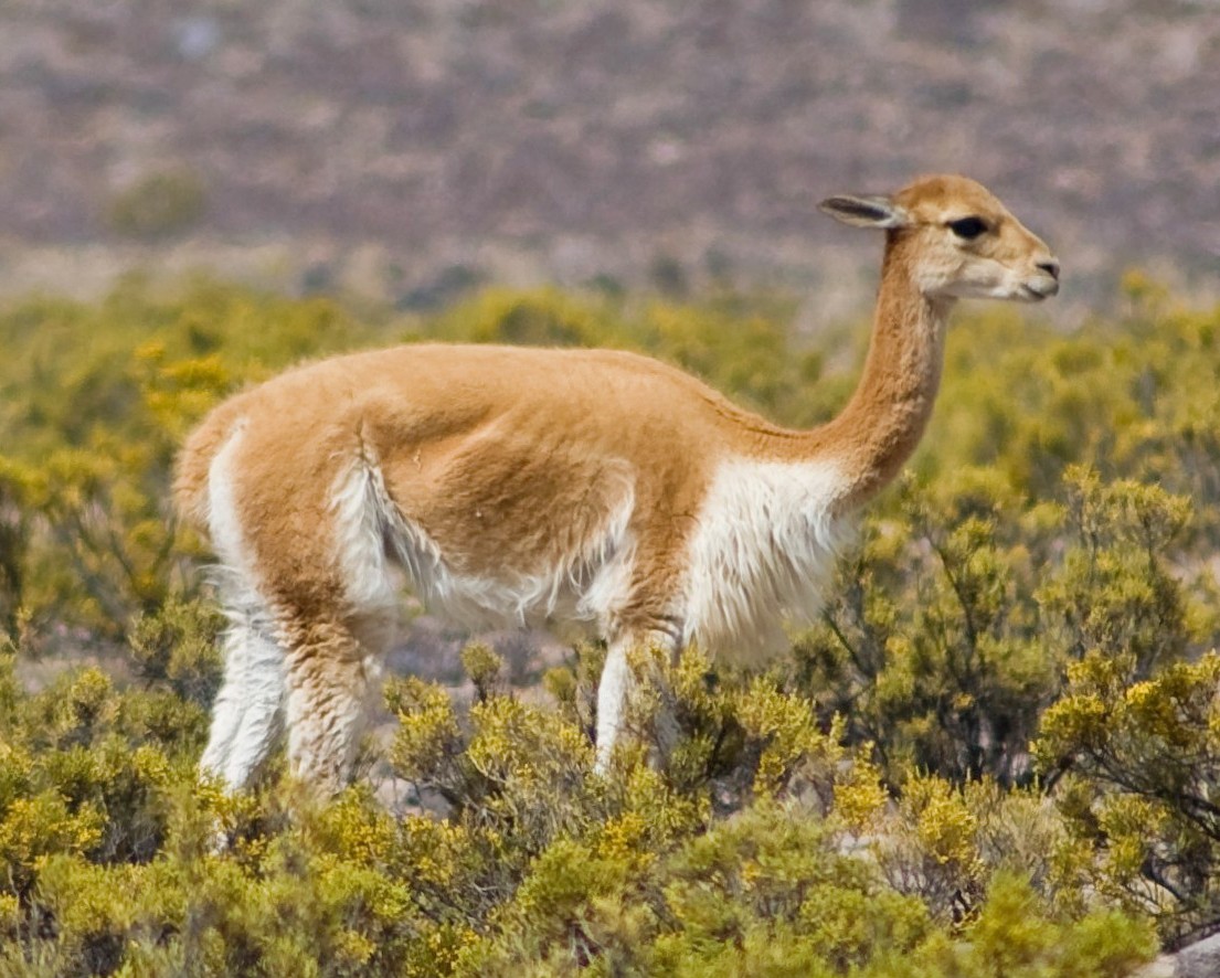 Vikunya Nedir, Vikunya Yünü, Vikunya Kumaş Özellikleri - Tekstil Sayfası
