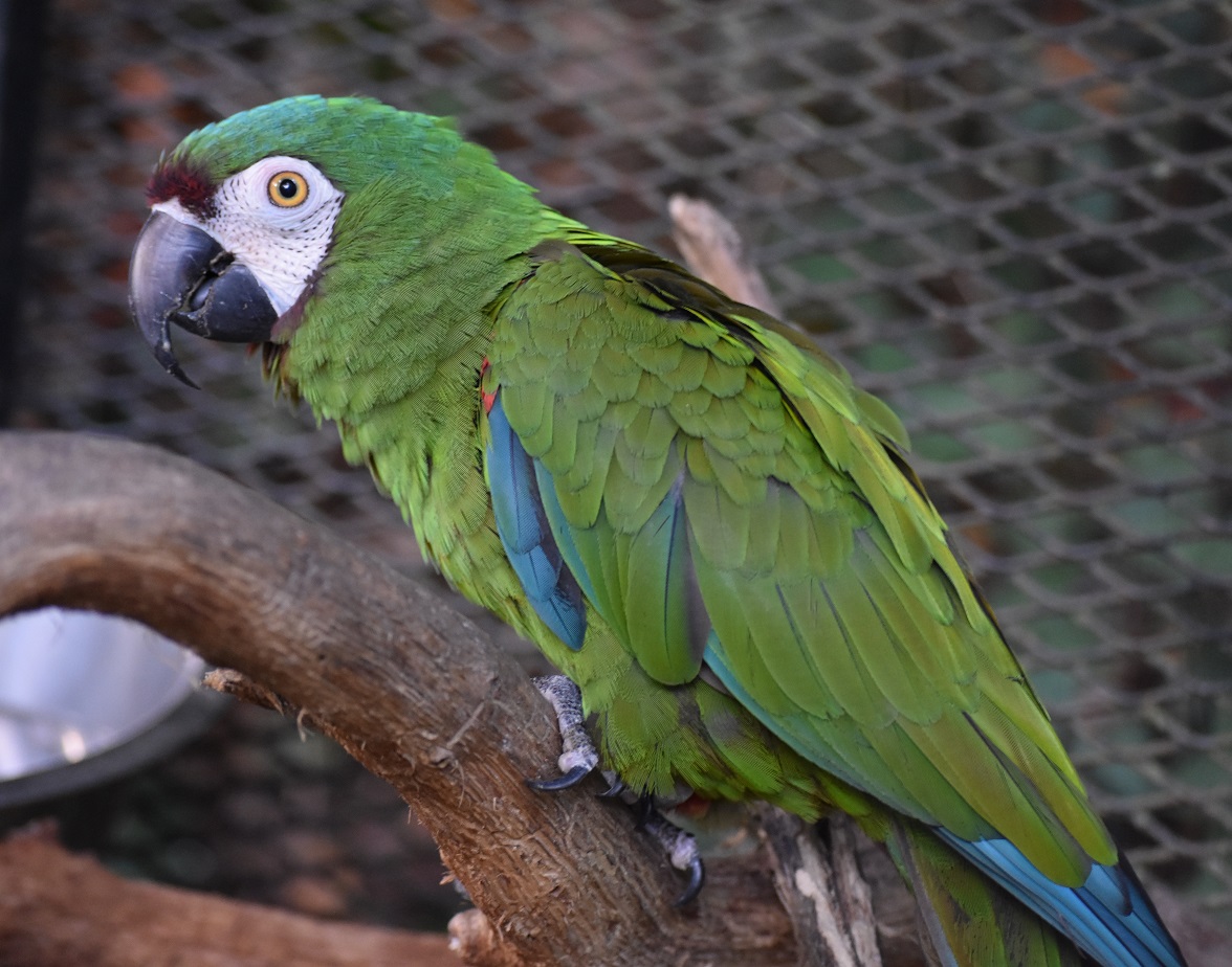 ZOOTOGRAFIANDO (6.100 ANIMALS): GUACAMAYO SEVERO / CHESTNUT-FRONTED ...