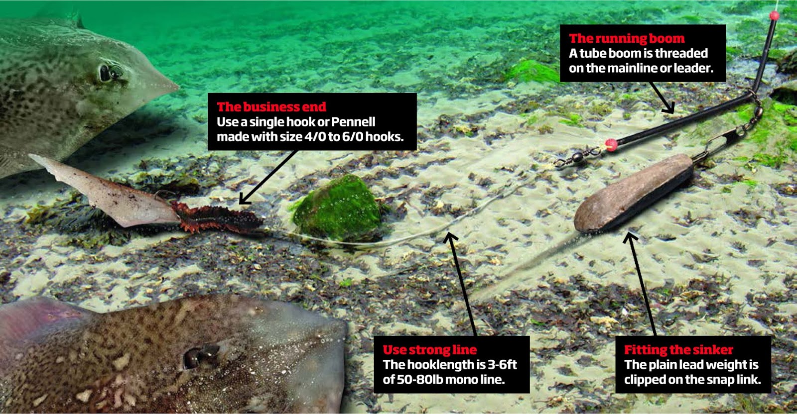 Boat Fishing For Thornback Rays