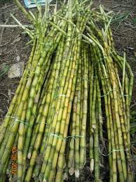 cara menanam tebu yang baik | dunia pertanian