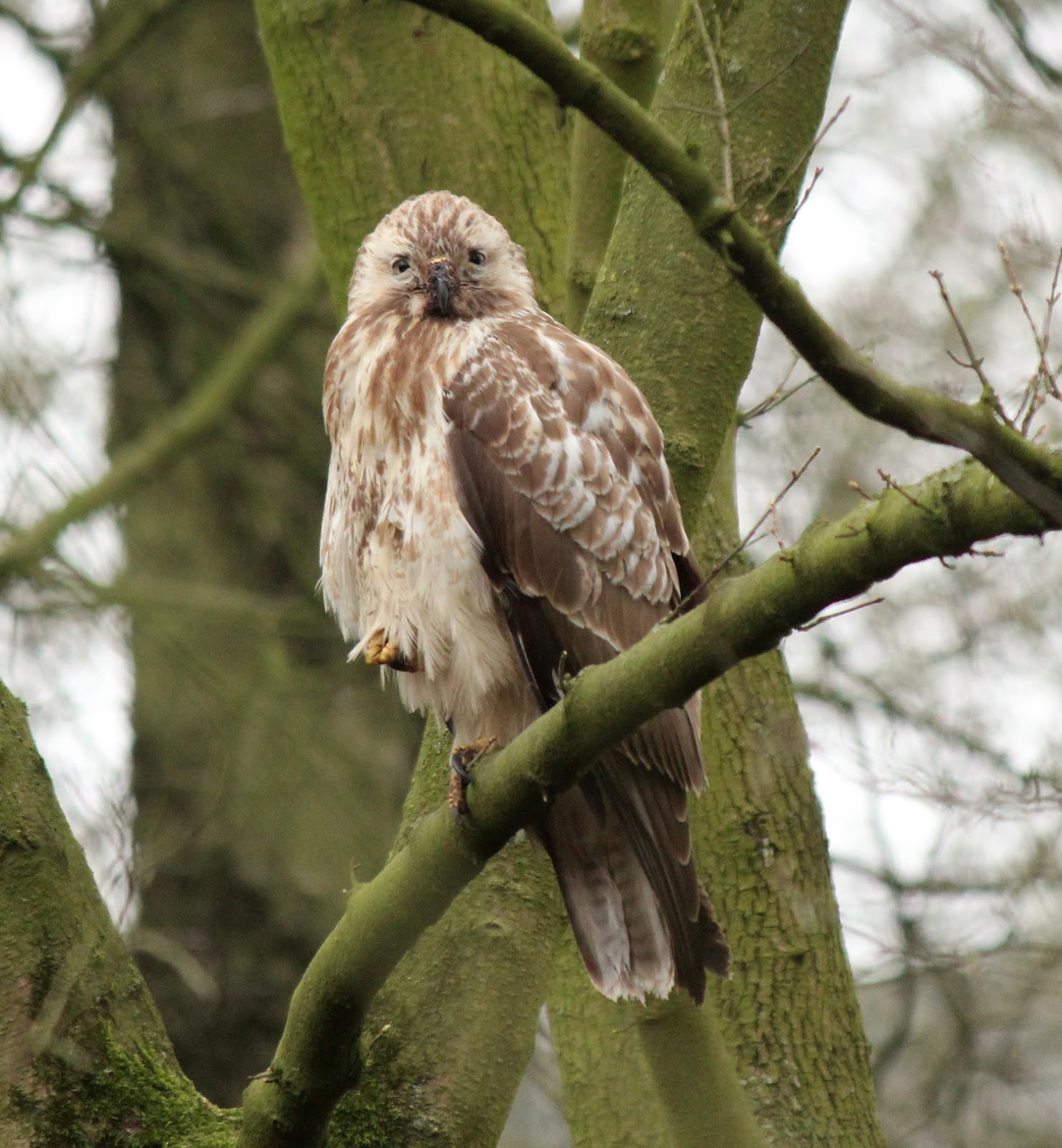 BO629HR: De buizerd van Riet