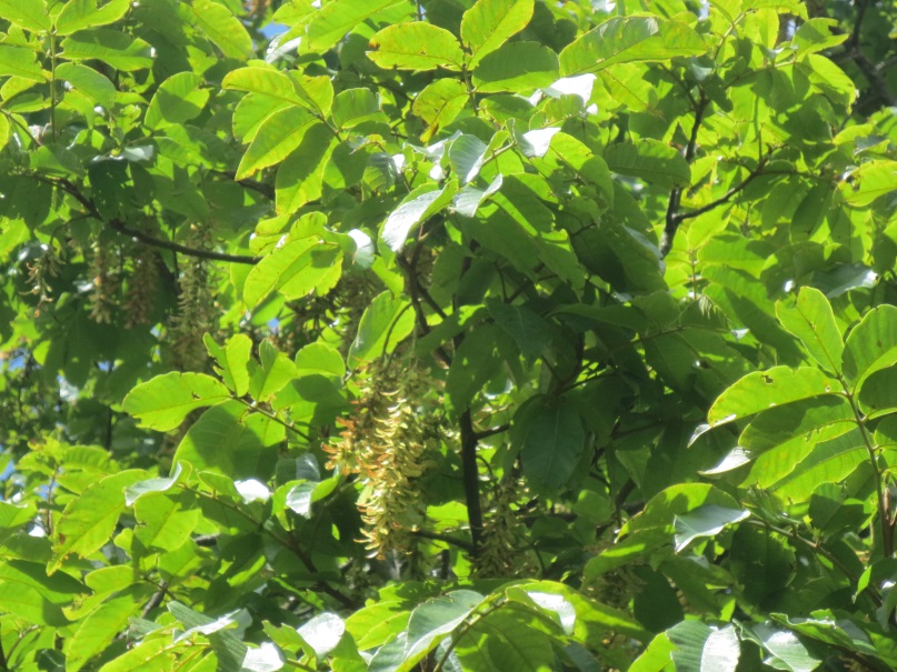 Jenis Pohon Merbabu 15 : Kesowo (Engelhardia serrata) - FADEL5116