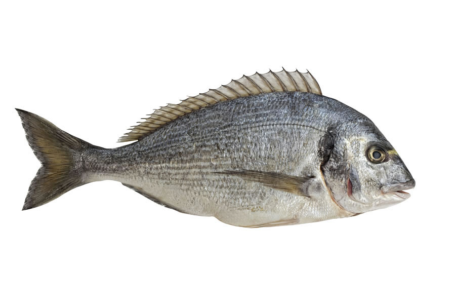 Ribarnica Marković - Kragujevac: Najtraženije vrste morske ribe u Srbiji