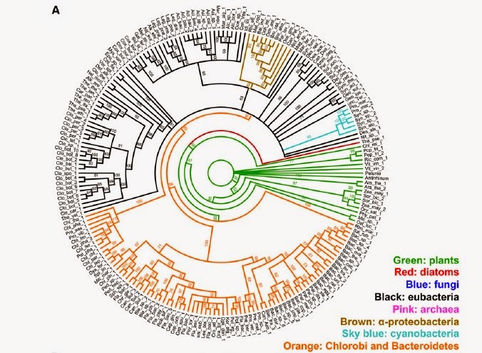 Science Prose: Fundamental Plant Biochemical Pathway Origins Traced ...