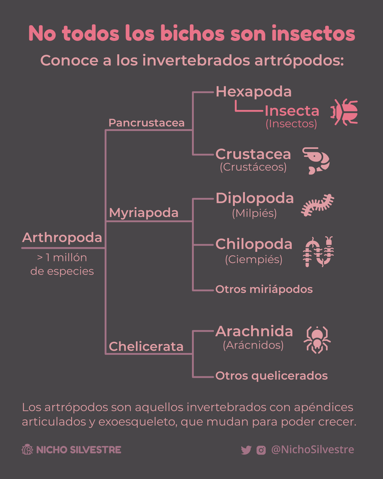 No todos los bichos son insectos [Infografía]