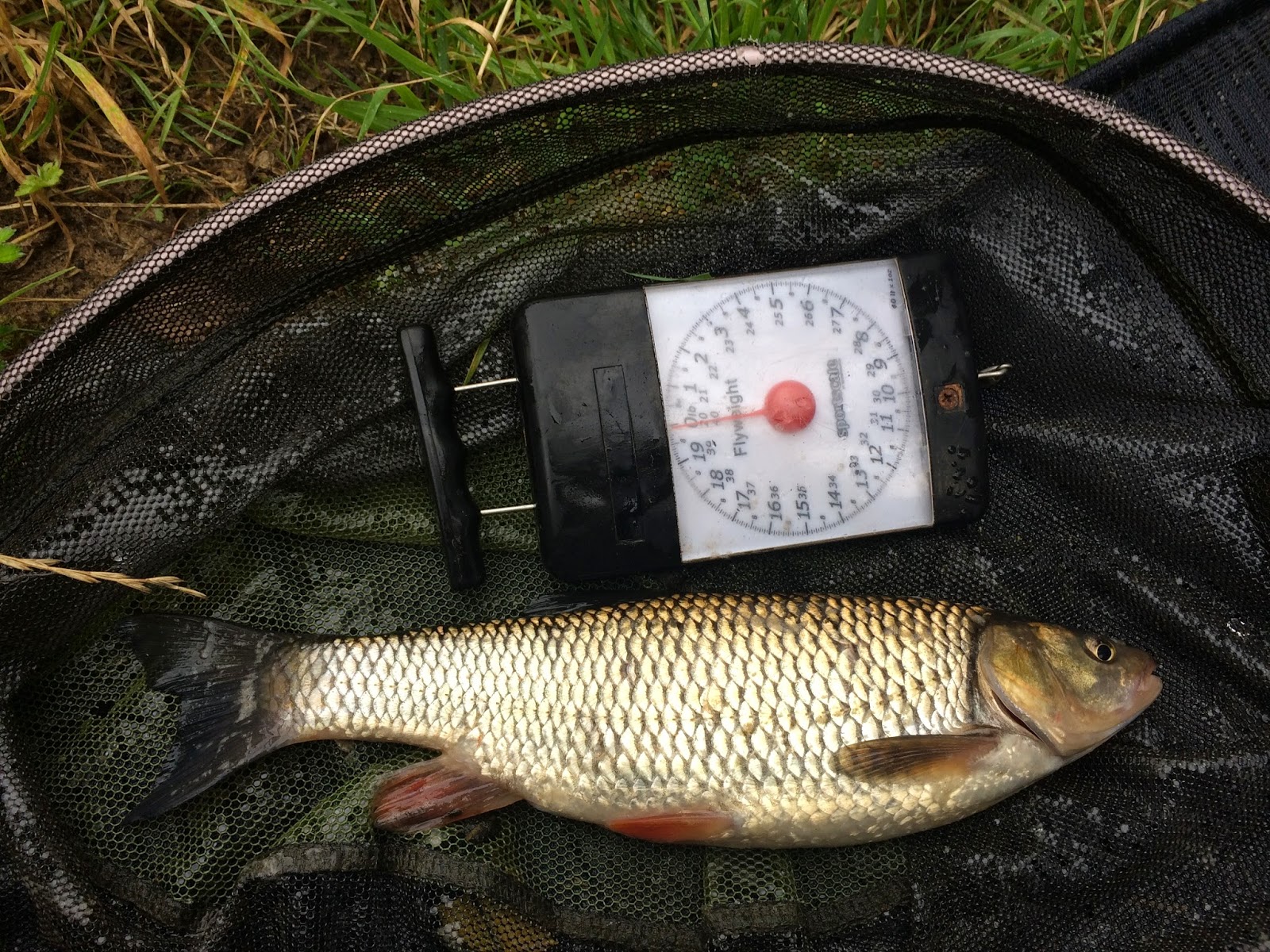 Danny's Angling Blog: River Bollin Discovery and Step up to the Plate ...