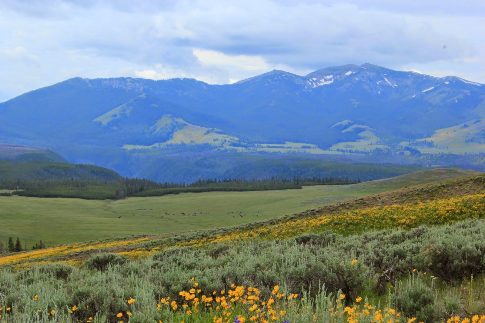 A Yellowstone Summer : Specimen Ridge