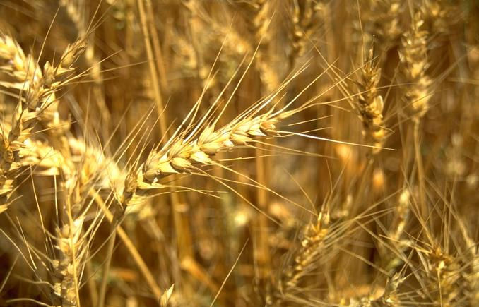 huerto urbano: TRIGO PRIMAVERA