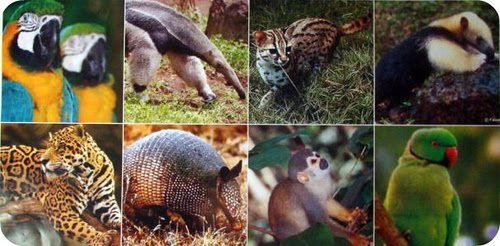 O Cerrado pede socorro: Fauna do Cerrado
