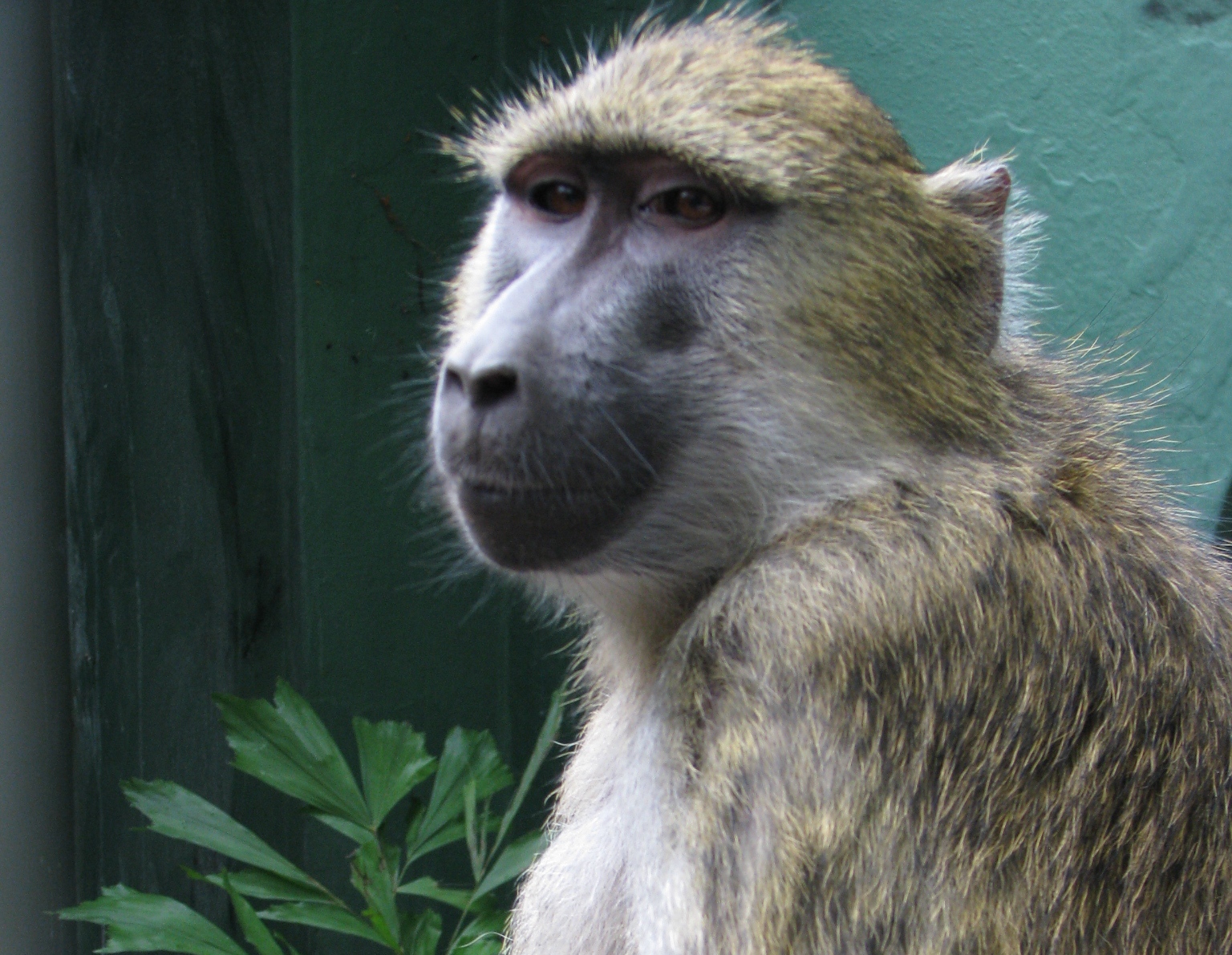 Bichinhos do ZOO: Babuíno-Verde