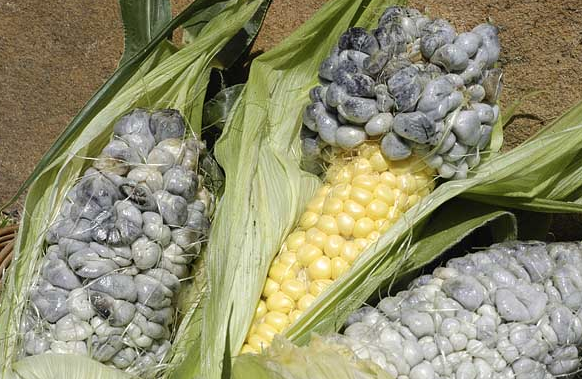 Edible Skinny: Huitlacoche: Welcome to the Delicacy of Corn Smut!
