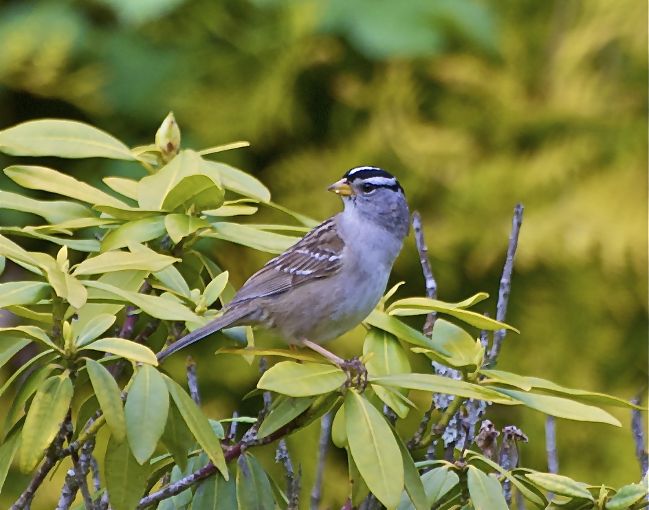 Picture a Day blog: My favorite weather is bird-chirping weather.