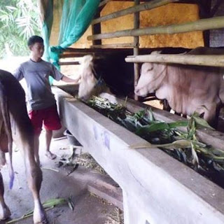 Jual Sapi Simental Murah ~ Jual Sapi Bakalan dan Kurban Harga Murah
