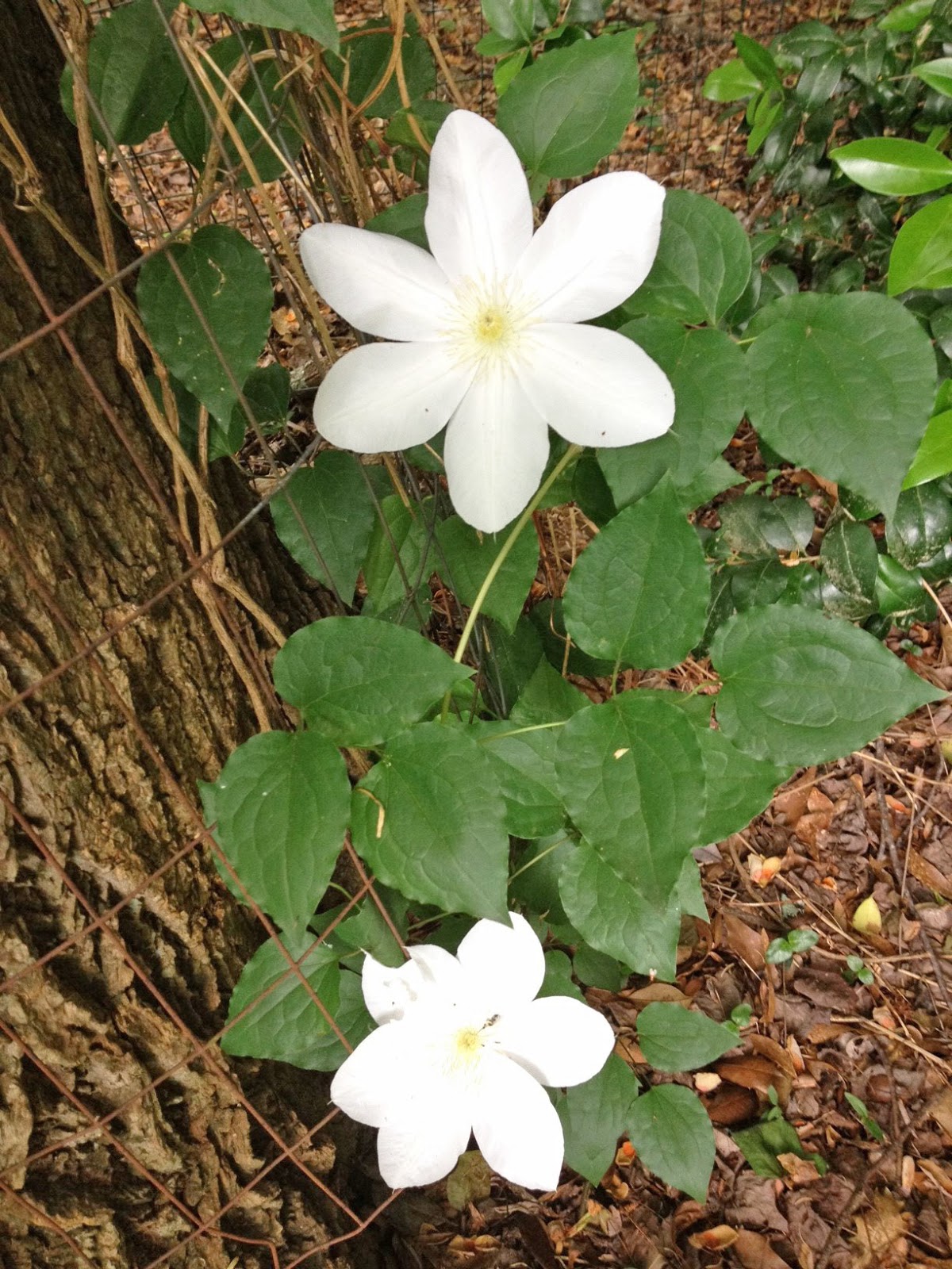 MARIETTE'S BACK TO BASICS: {Our 2013 Clematis lanuginosa 'Candida'}