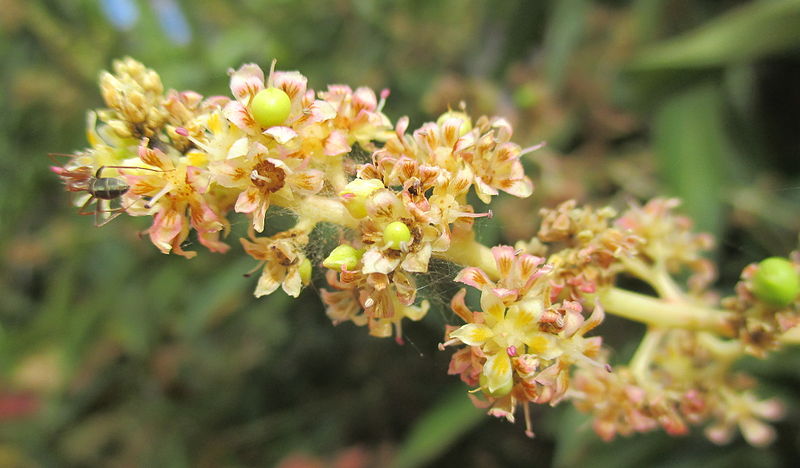 The stories of Nitirat Visetkit: Mango, the sacred tree of love in Hindu