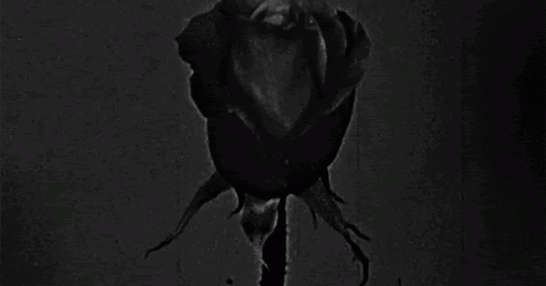 BLACK ROSE