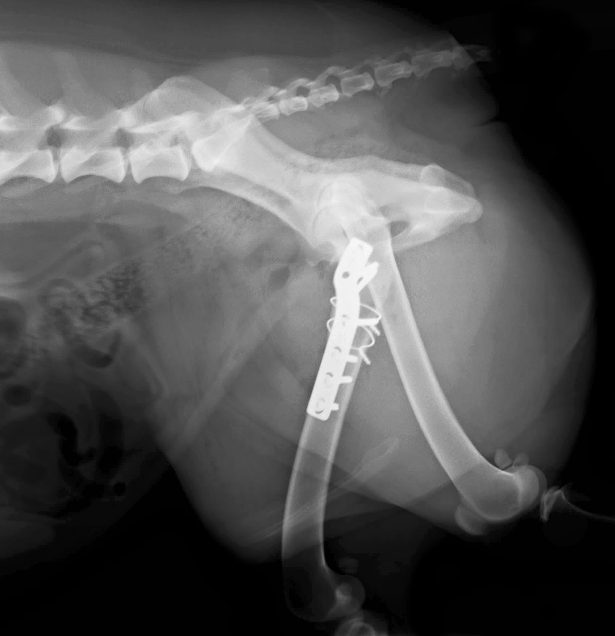 ARTROVET: Fractura de fémur