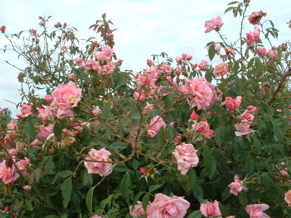 Mid-Atlantic Plant Research Center: 'Fragrant Cloud' X Rosa carolina